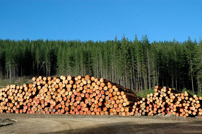 Forestry Forestry