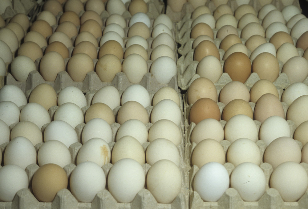 Eggs